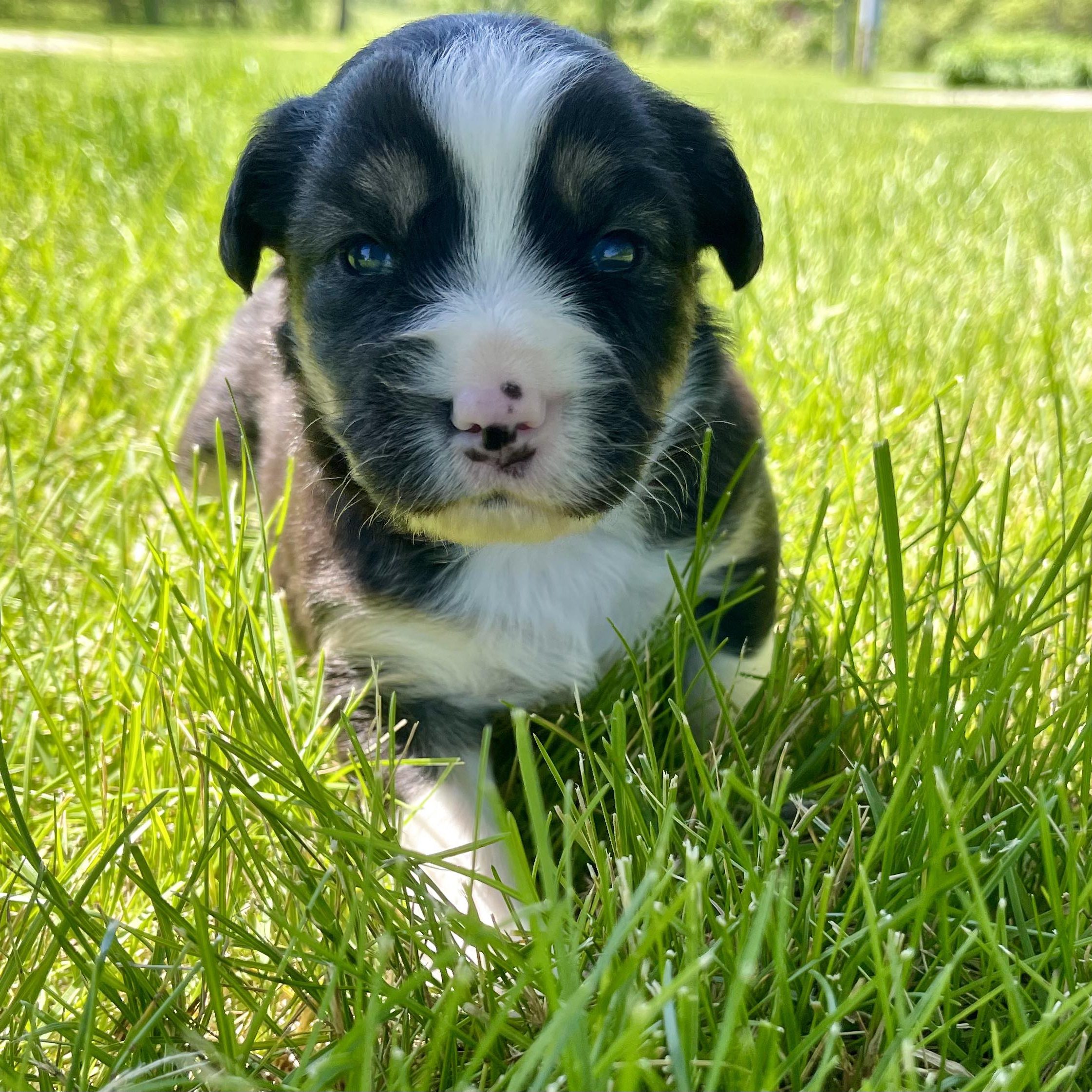 Available Dogs – Oh My Dog Rescue – Iowa