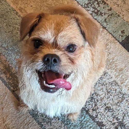 Available Dogs – Oh My Dog Rescue – Iowa