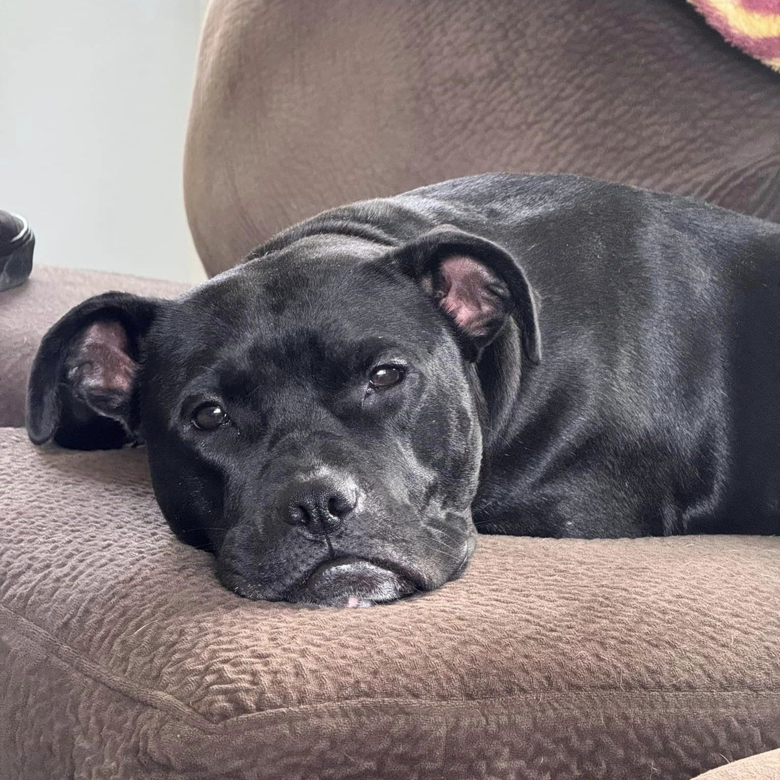 Available Dogs – Oh My Dog Rescue – Iowa