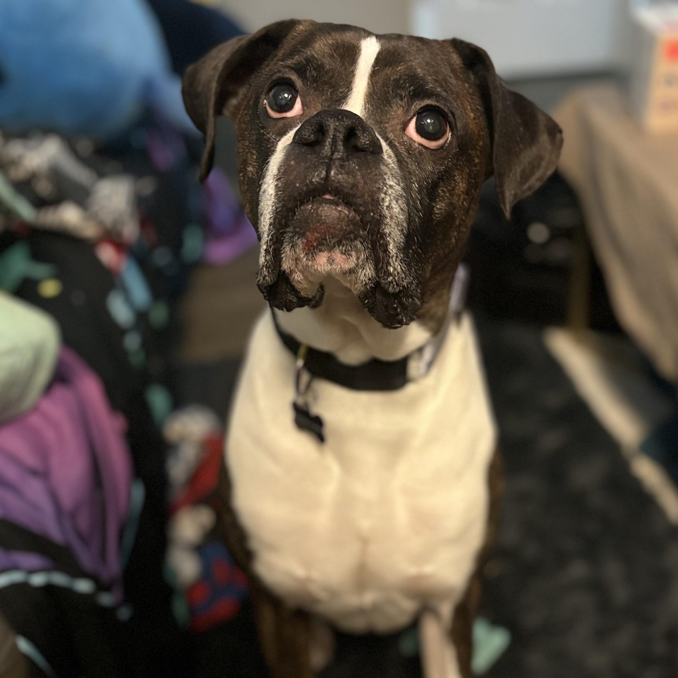 Available Dogs – Oh My Dog Rescue – Iowa