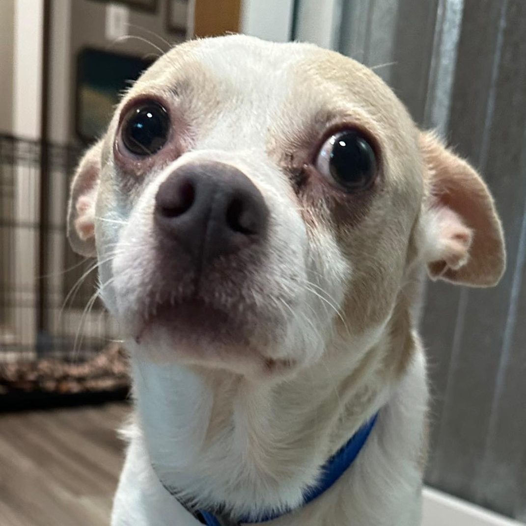 Available Dogs – Oh My Dog Rescue – Iowa