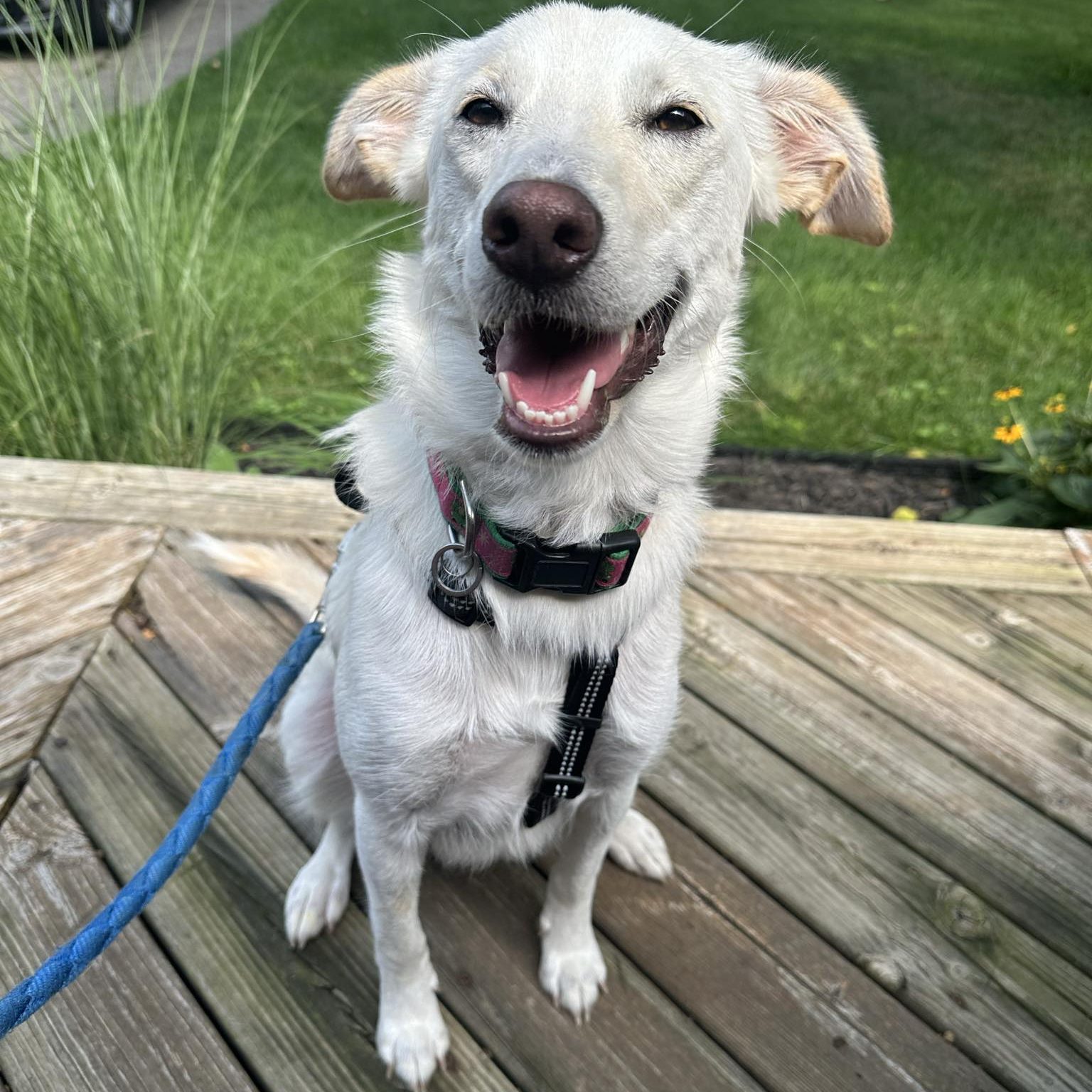 Available Dogs – Oh My Dog Rescue – Iowa