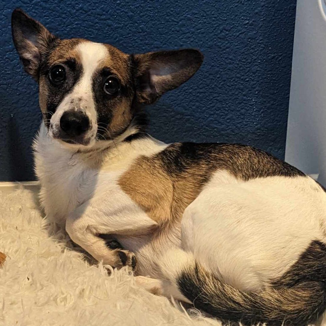 Available Dogs – Oh My Dog Rescue – Iowa