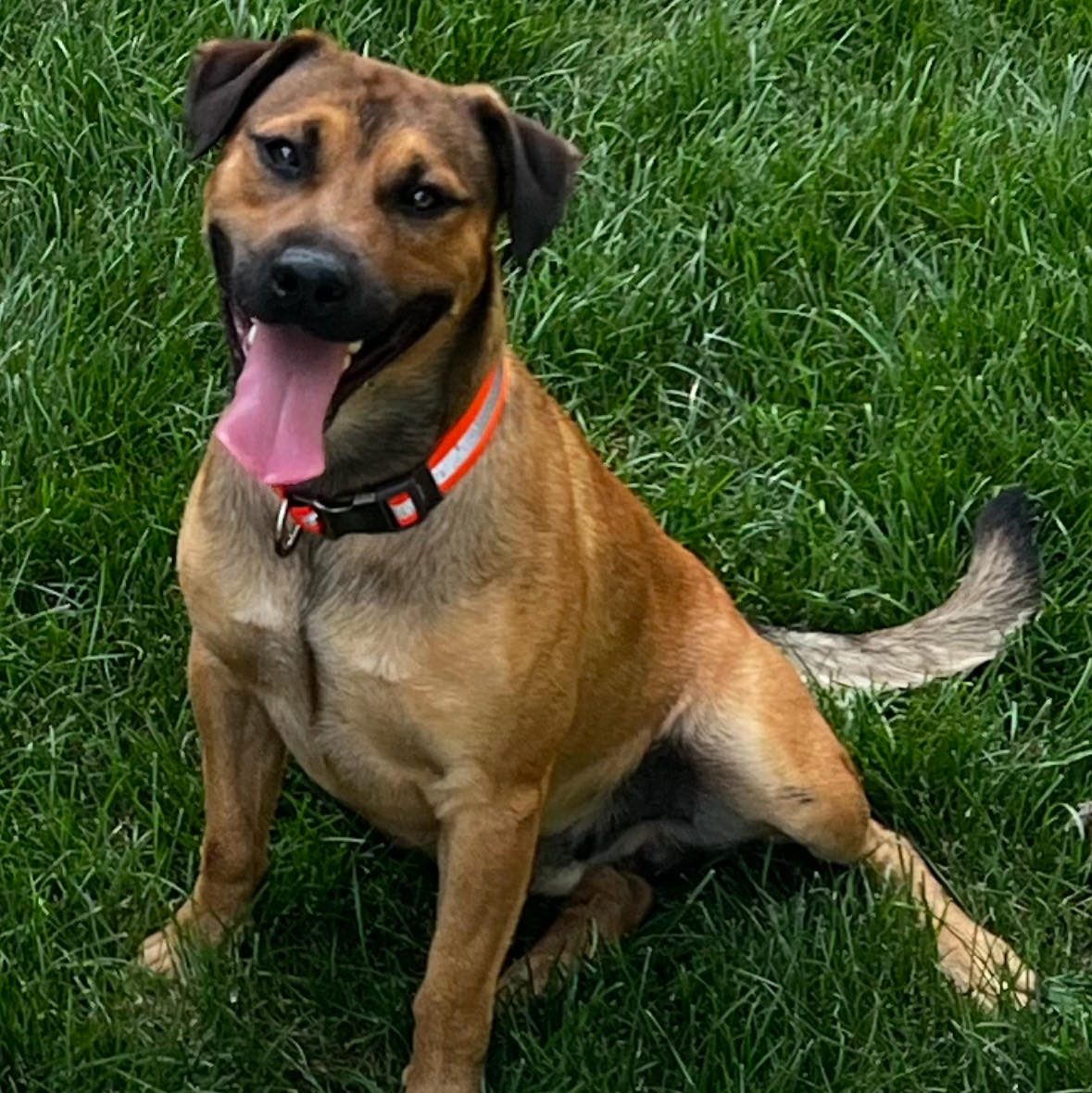 Available Dogs – Oh My Dog Rescue – Iowa