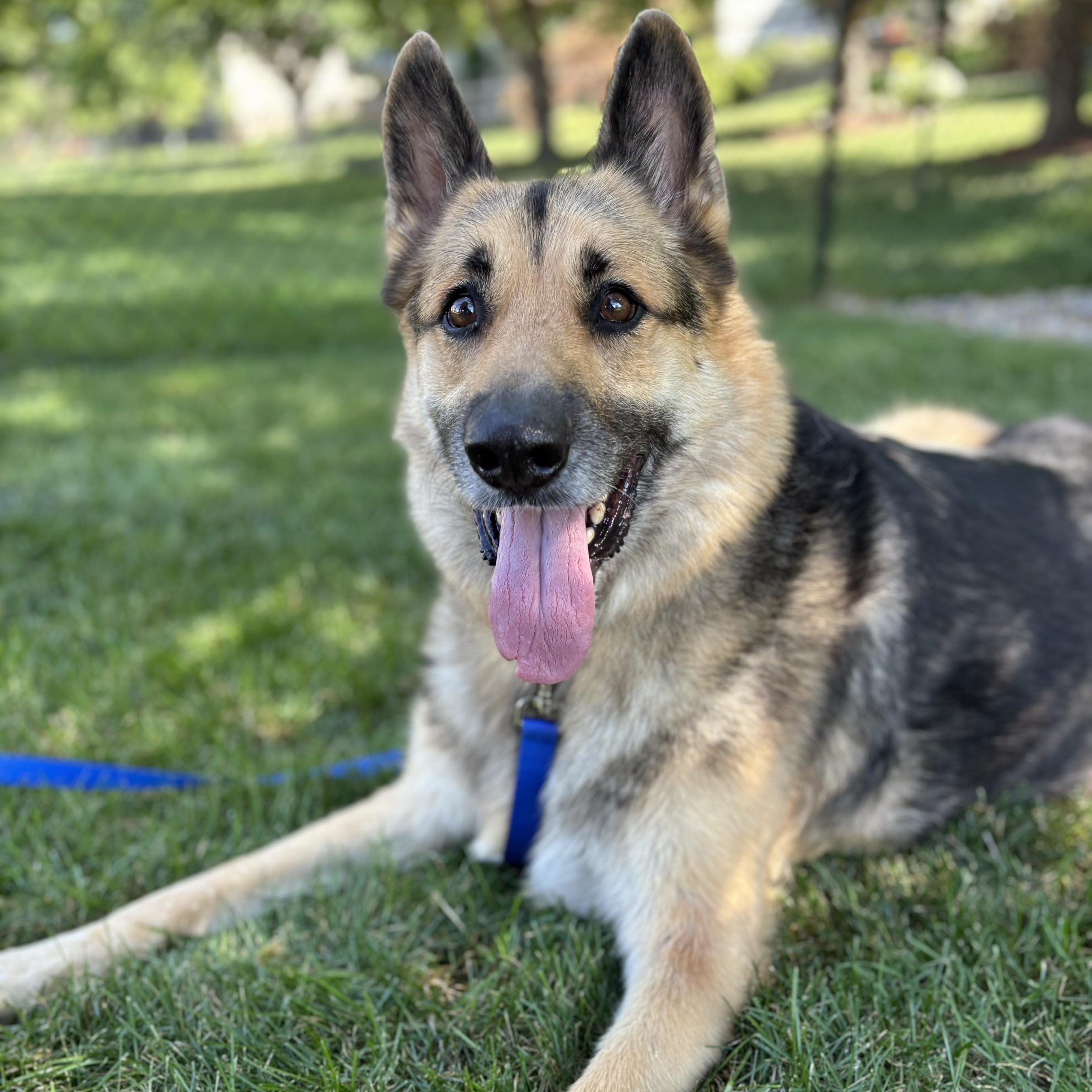 Available Dogs – Oh My Dog Rescue – Iowa