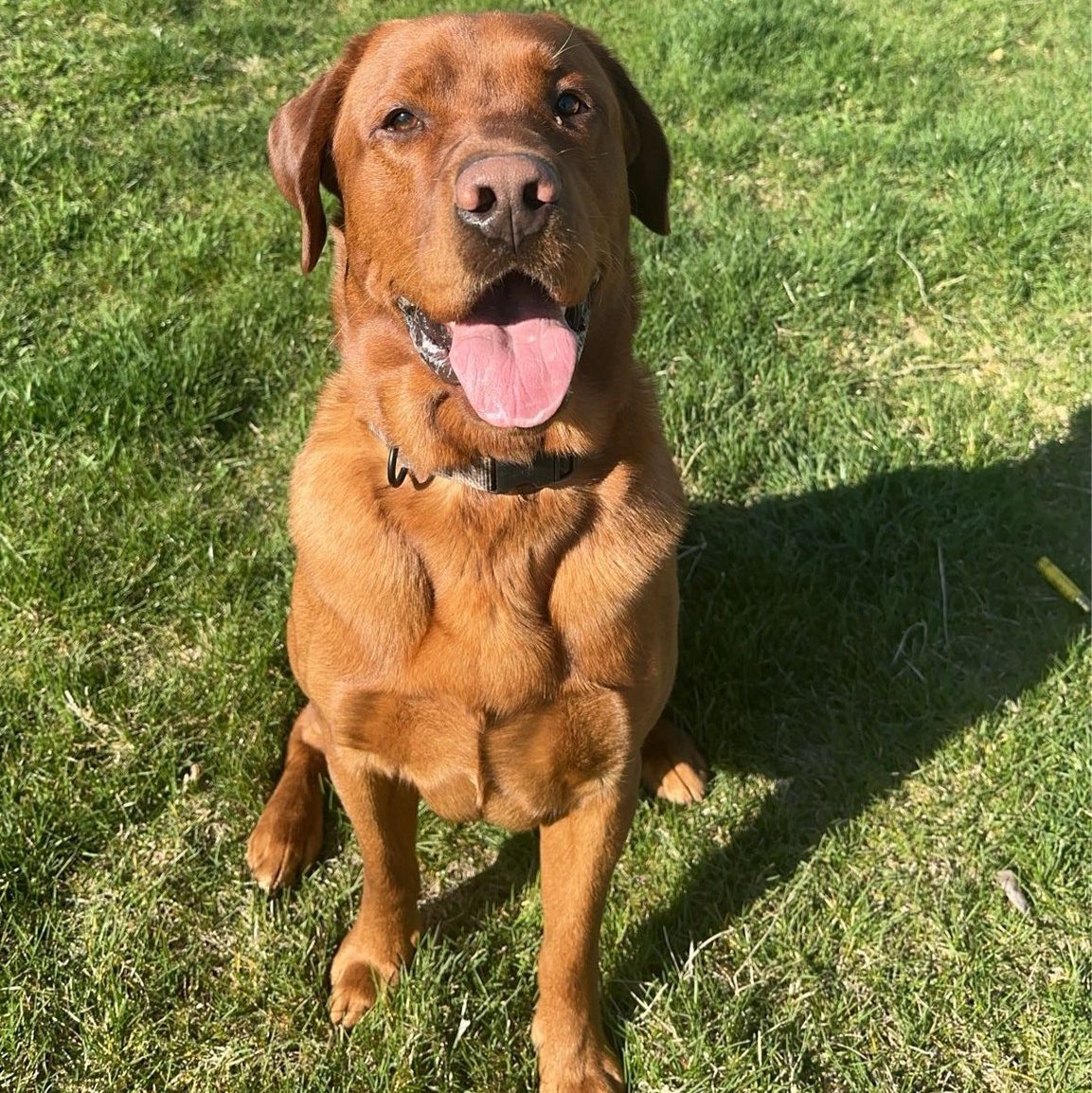 Available Dogs – Oh My Dog Rescue – Iowa