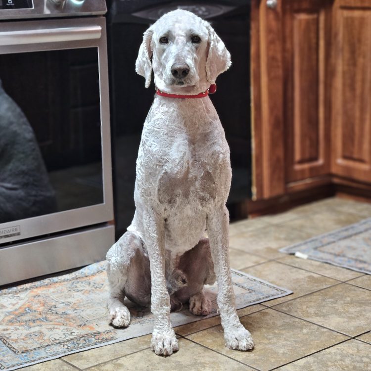 Available Dogs – Oh My Dog Rescue – Iowa