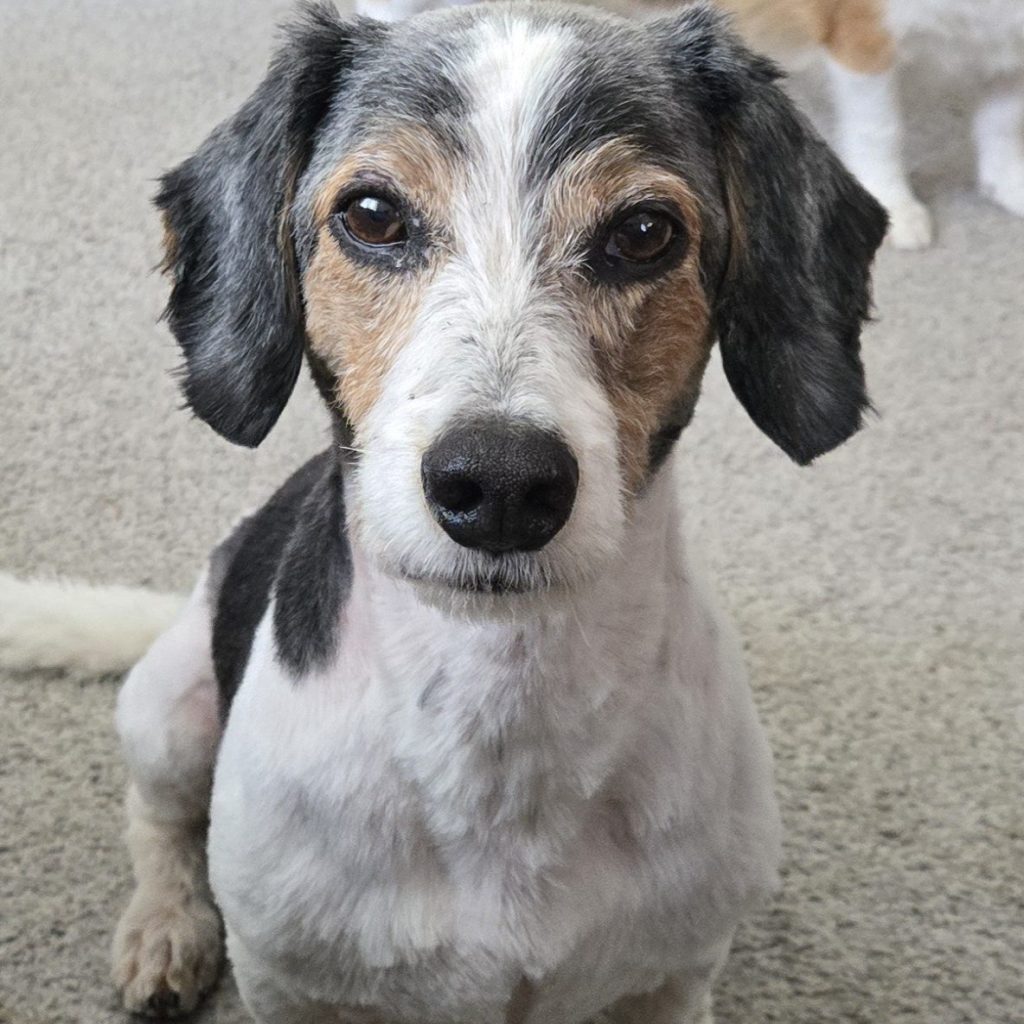 Available Dogs – Oh My Dog Rescue – Iowa